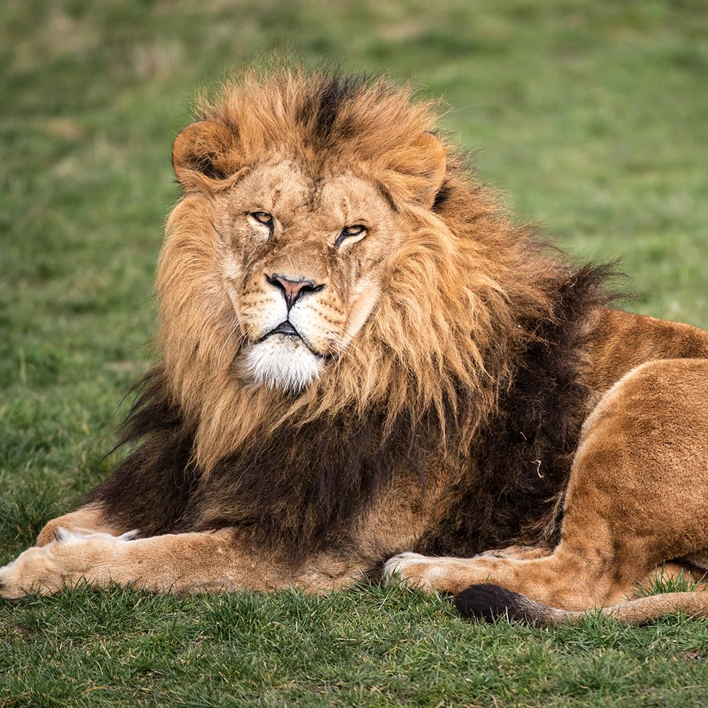 Fahlo Lion Tracking Bracelet, Elastic, supports EWASO Lions, one size fits most for Men and Women (Sky Stone)