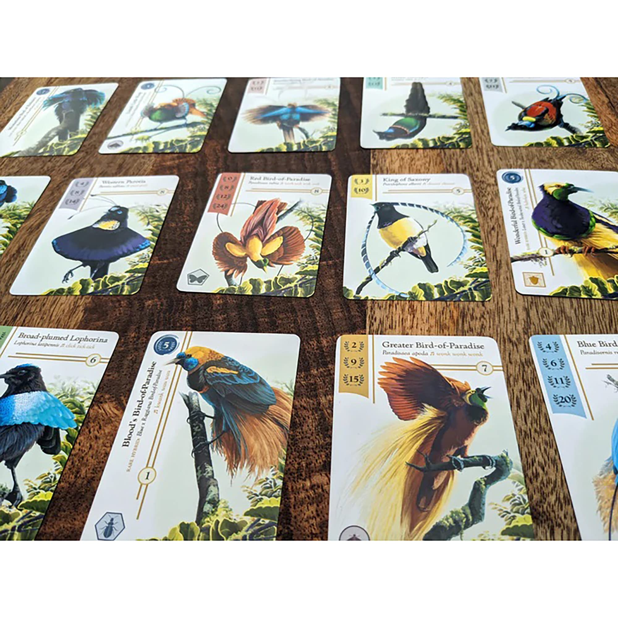 Renegade Game Studios Birdwatcher Board Game 1-5 Players, 25-60 Minutes, Ages 13+, Included Solo Play Mode