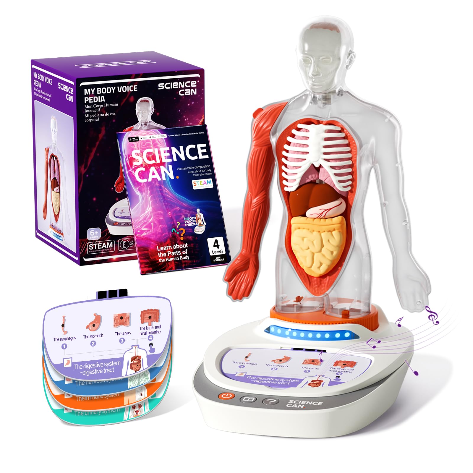 Science Can Human Body Model for Kids, Interactive Human Anatomy Talking Model - 11 Inch Realistic Anatomical Assembly Kit 15PCS Removable Parts and Guide STEM Educational Toys for Kids Aged 6+ Gifts