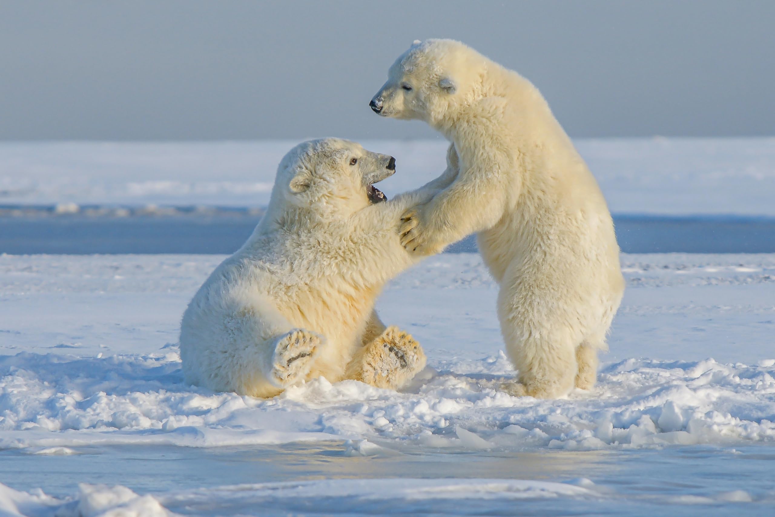 Fahlo Polar Bear Tracking Bracelet, Elastic, supports Polar Bears International, one size fits most for Men and Women