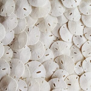 tumbler home small natural white sand dollars - 100 pcs - wedding sea shell for craft 1 1/4" to 1 1/2" - real sanddollars hand picked and packed in florida