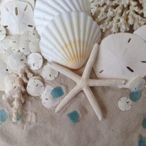 Tumbler Home Small Natural White Sand Dollars - 100 pcs - Wedding Sea Shell for Craft 1 1/4" to 1 1/2" - Real Sanddollars Hand Picked and Packed in Florida