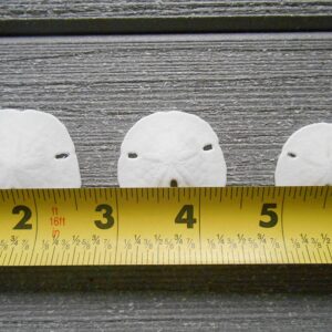 Tumbler Home Small Natural White Sand Dollars - 100 pcs - Wedding Sea Shell for Craft 1 1/4" to 1 1/2" - Real Sanddollars Hand Picked and Packed in Florida