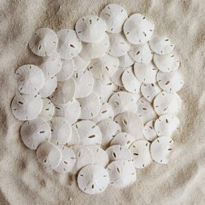 Tumbler Home Small Natural White Sand Dollars - 100 pcs - Wedding Sea Shell for Craft 1 1/4" to 1 1/2" - Real Sanddollars Hand Picked and Packed in Florida