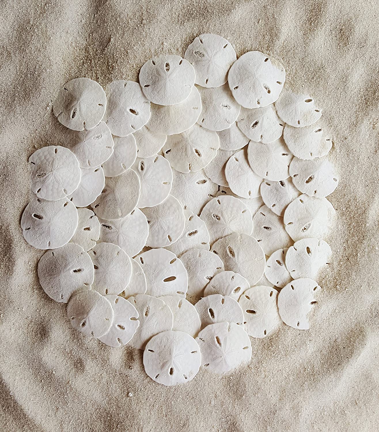 Tumbler Home Small Natural White Sand Dollars - 100 pcs - Wedding Sea Shell for Craft 1 1/4" to 1 1/2" - Real Sanddollars Hand Picked and Packed in Florida