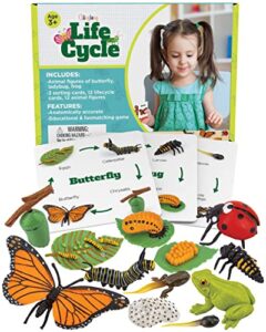 life cycle kit montessori - realistic figurine toys, kids animal matching game with frog, ladybug, & more - includes 24-piece, science, learning & education toys, fun learning game for children 3+