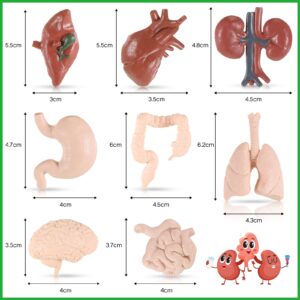 Yinkin 8 Pcs Human Body Model for Kids Mini Body Parts Sets Human Organ Model Anatomy and Physiology 3D Anatomy Model Study Tools Students Sciences Learning Kit for Kids Study Class