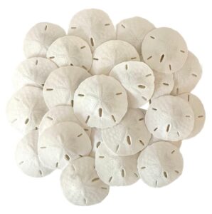 tumbler home white sand dollars 2" to 2.25" set of 48 - wedding seashell craft sand dollars- hand picked and professionally packed