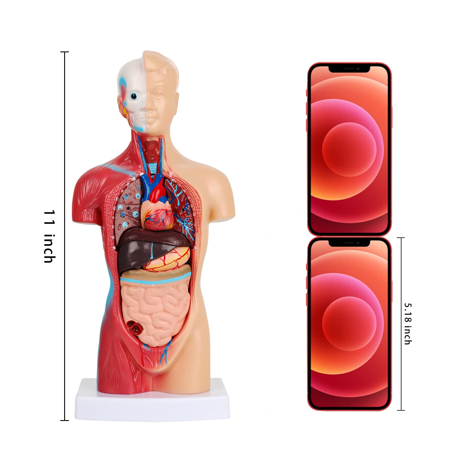 2024 Newest Human Body Model for Kids 14 Pcs Removable 11 inch Human Torso Anatomy Model with Heart Head Skull Brain Skeleton Model for Preschool & School Medical Education Display, Ages 4+