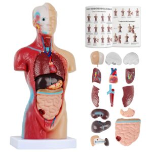 2024 newest human body model for kids 14 pcs removable 11 inch human torso anatomy model with heart head skull brain skeleton model for preschool & school medical education display, ages 4+