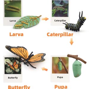 Montessori Life Cycle Animal Figures with Flash Cards, Plastic Insects Monarch Butterfly Kit Caterpillar Toy for Kids, Realistic Animal Figurines (Butterfly)