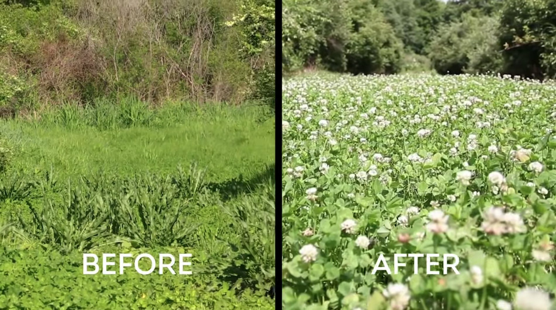 Whitetail Institute Slay Selective Broad-Leaf Weed Control Herbicide Specifically Developed for Deer Food Plots, 4 Ounces (1 acre)