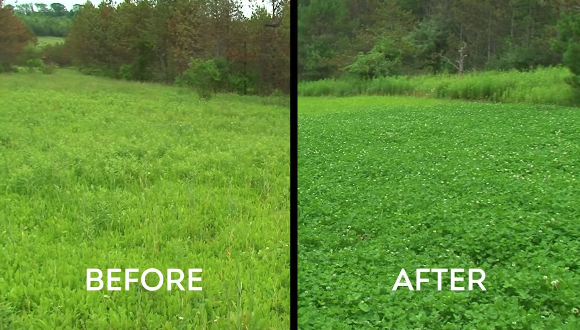 Whitetail Institute Slay Selective Broad-Leaf Weed Control Herbicide Specifically Developed for Deer Food Plots, 4 Ounces (1 acre)