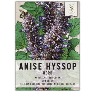 seed needs, anise hyssop seeds - 500 heirloom seeds for planting agastache foeniculum - medicinal herb for tea & essential oils, non-gmo & open pollinated (1 pack)