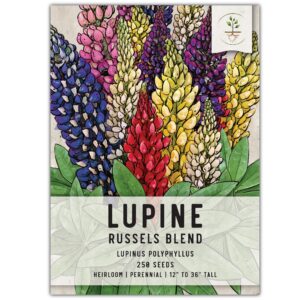 seed needs, mixed lupine russell seeds - 250 heirloom seeds for planting lupinus polyphyllus - profuse colorful blooms for a butterfly garden, attracts pollinators (1 pack)