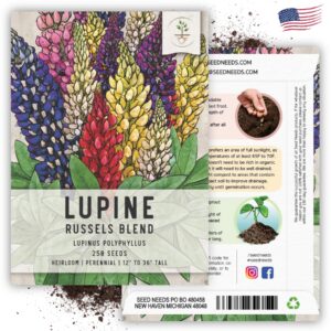 Seed Needs, Mixed Lupine Russell Seeds - 250 Heirloom Seeds for Planting Lupinus polyphyllus - Profuse Colorful Blooms for a Butterfly Garden, Attracts Pollinators (1 Pack)