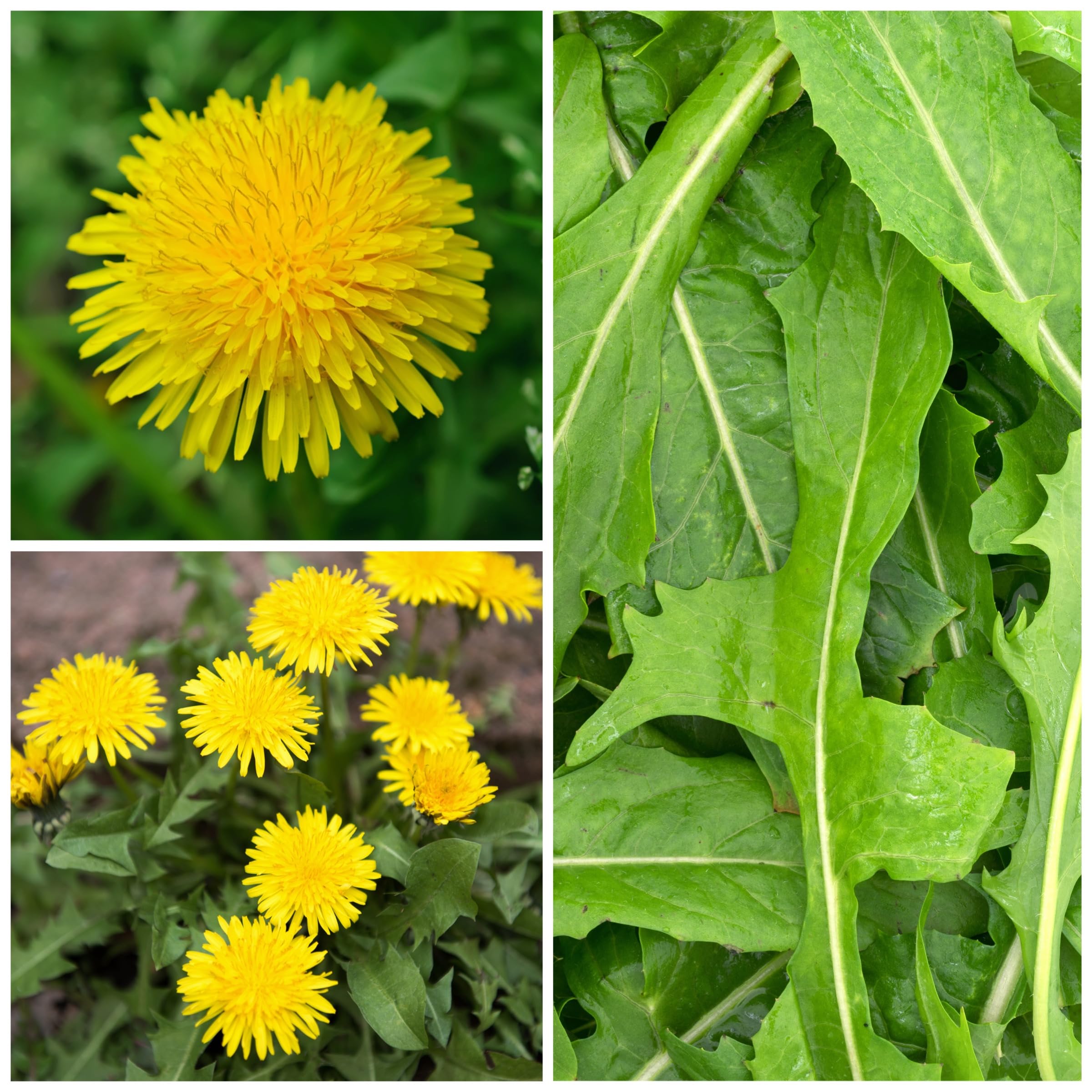 Seed Needs, Dandelion Seeds - 250 Heirloom Seeds for Planting Taraxacum officinale - Non-GMO & Untreated - Great for Tortoises, Rabbits & Bearded Dragons (2 Packs)