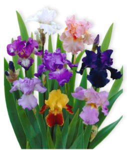 easy to grow bearded iris califlora 'colorful mix' plant bulbs (3 pack) - mixed color flowering blooms in spring & fall gardens