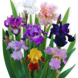 Easy to Grow Bearded Iris Califlora 'Colorful Mix' Plant Bulbs (3 Pack) - Mixed Color Flowering Blooms in Spring & Fall Gardens