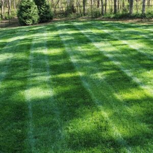 outsidepride midnight kentucky bluegrass seed - 5 lbs. cold & drought tolerant, sun-loving lawn grass seed, w/high traffic tolerance & deep root system, optigrowth coated for better establishment