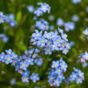 outsidepride 5000 seeds perennial myosotis alpestris forget-me-not blue garden flower seeds for planting