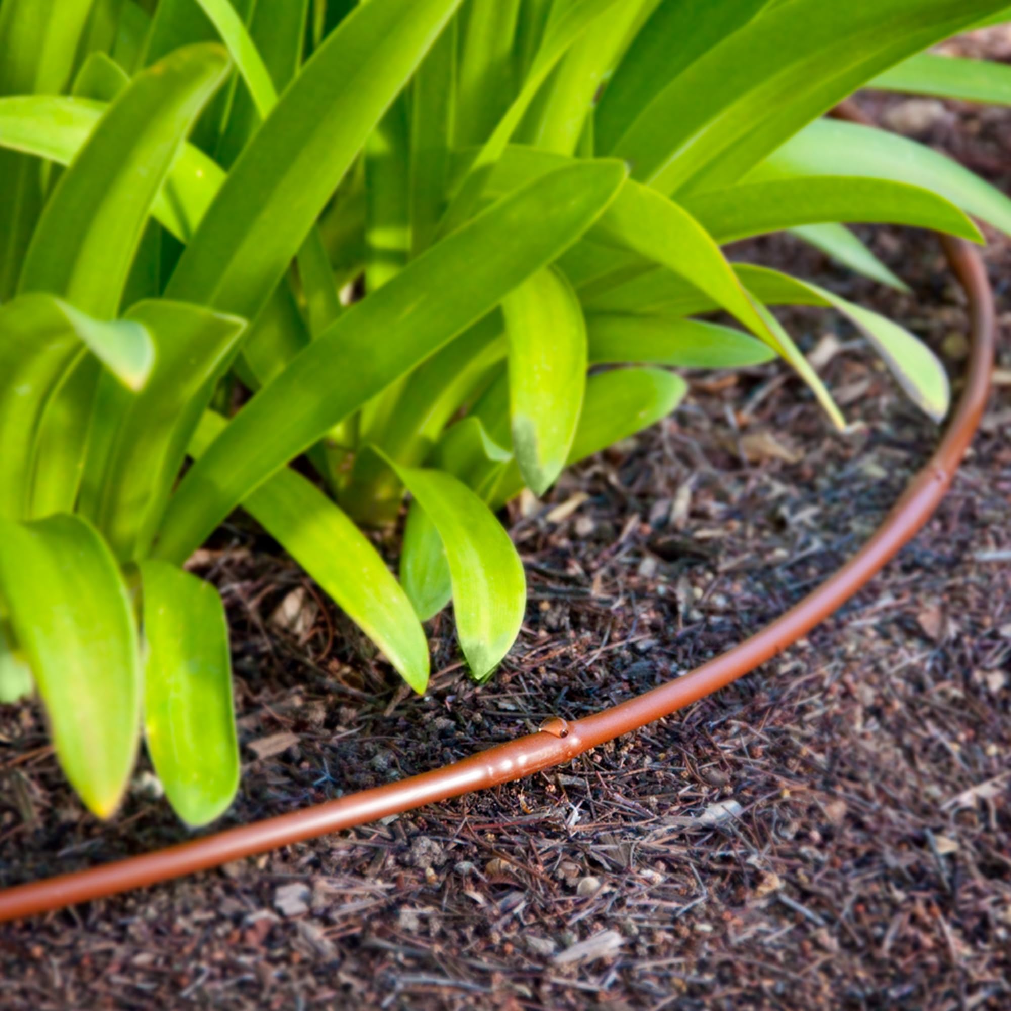 DIG ¼” 100’ MICROLINE™ Dripline - Enhanced 6” Emitter Spacing, UV-Resistant, Perfect for Diverse Garden Layouts (Brown) SHB106