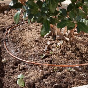 DIG ¼” 100’ MICROLINE™ Dripline - Enhanced 6” Emitter Spacing, UV-Resistant, Perfect for Diverse Garden Layouts (Brown) SHB106