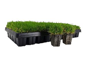 zoysia plugs - 50 large grass plugs - drought tolerant, low maintenance ezplug