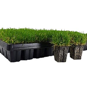 Zoysia Plugs - 50 Large Grass Plugs - Drought Tolerant, Low Maintenance EZPLug