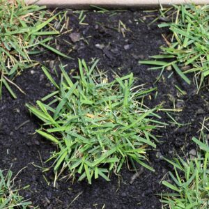 Zoysia Plugs - 50 Large Grass Plugs - Drought Tolerant, Low Maintenance EZPLug