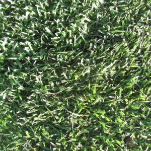 Zoysia Plugs - 50 Large Grass Plugs - Drought Tolerant, Low Maintenance EZPLug