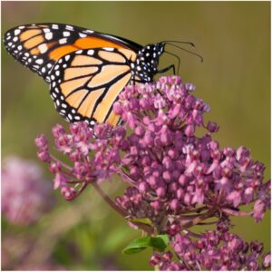 Seed Needs, Milkweed Seed Packet Collection to Attract Monarch Butterflies (5 Individual Seed Varieties to Plant) Heirloom & Untreated Seeds