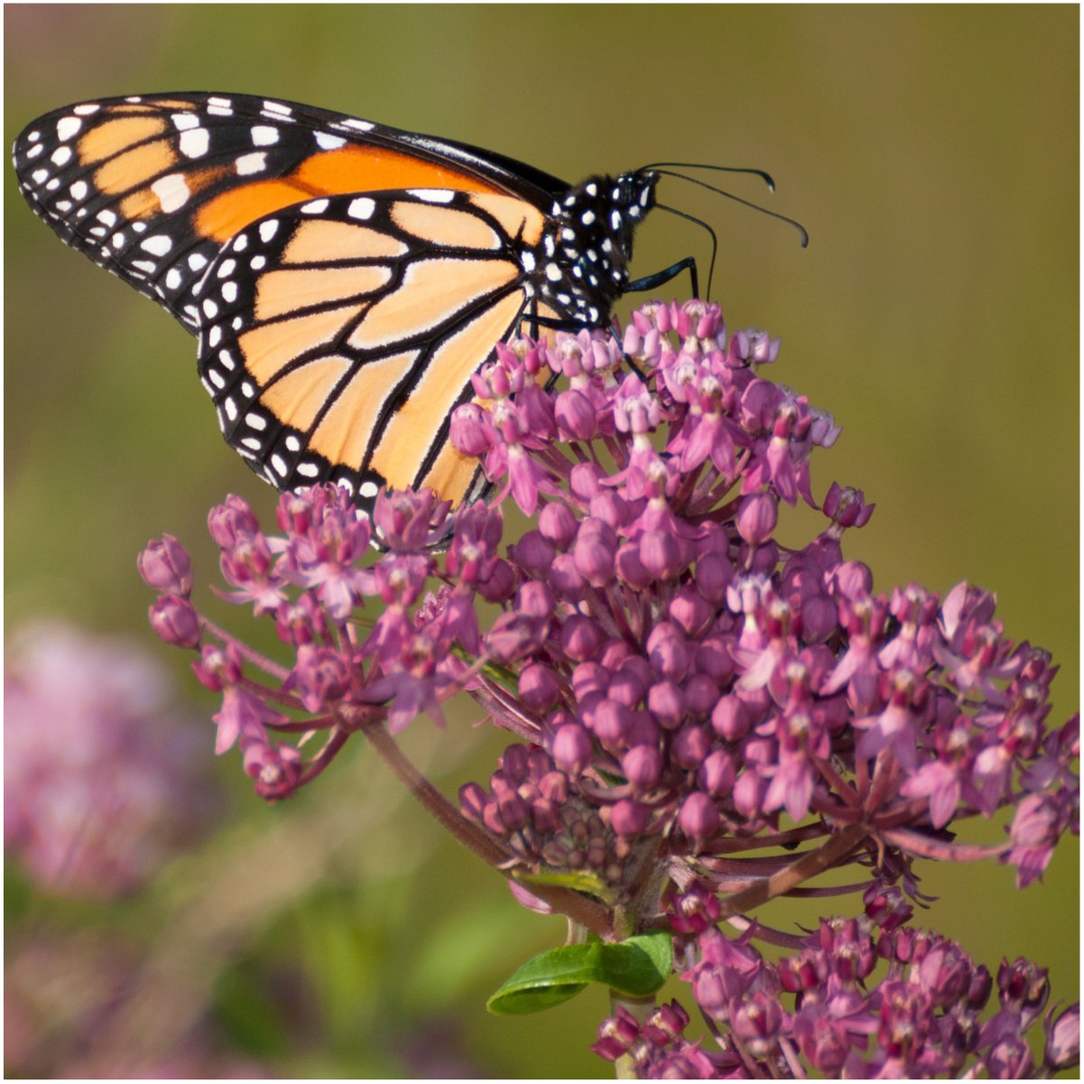 Seed Needs, Milkweed Seed Packet Collection to Attract Monarch Butterflies (5 Individual Seed Varieties to Plant) Heirloom & Untreated Seeds