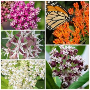 Seed Needs, Milkweed Seed Packet Collection to Attract Monarch Butterflies (5 Individual Seed Varieties to Plant) Heirloom & Untreated Seeds