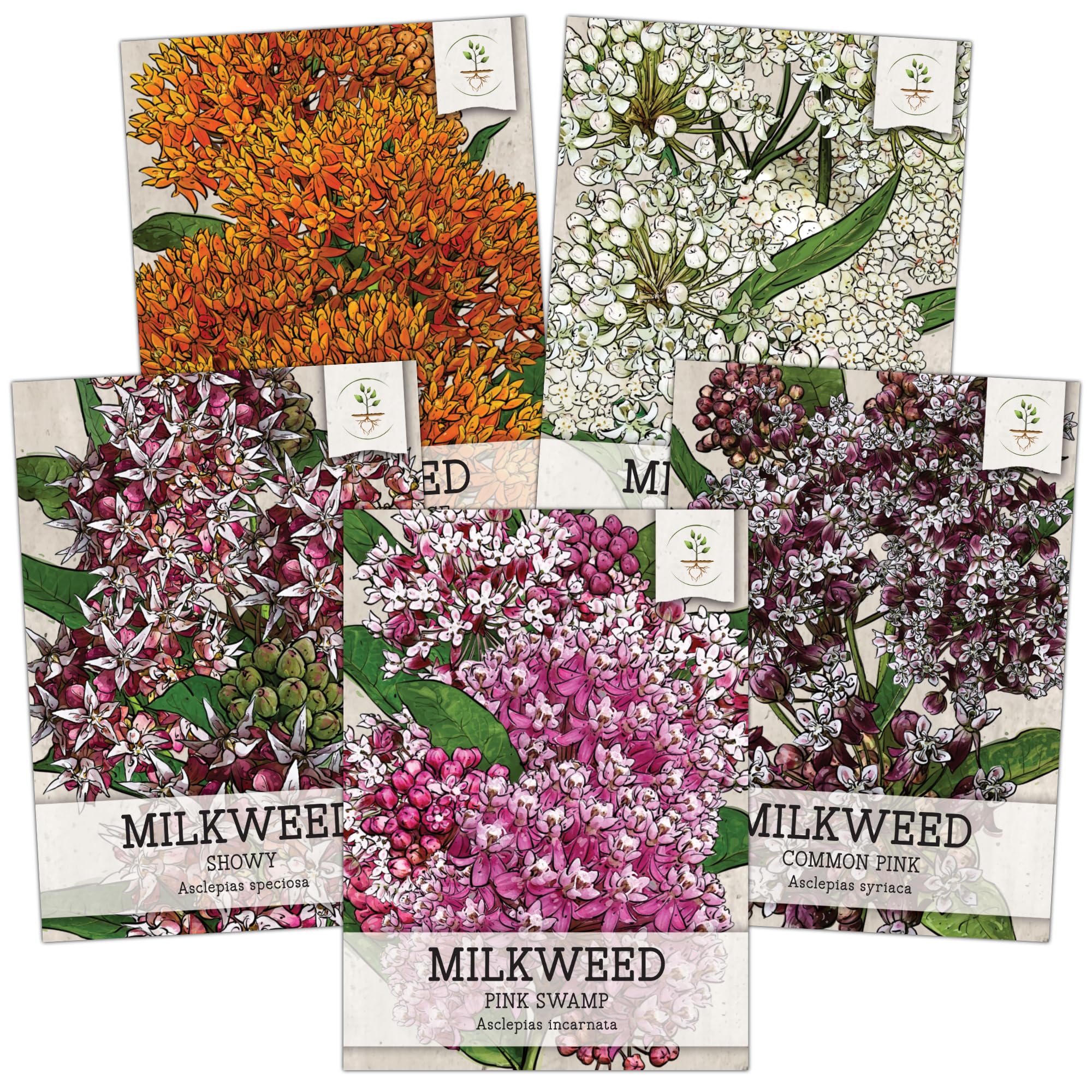 Seed Needs, Milkweed Seed Packet Collection to Attract Monarch Butterflies (5 Individual Seed Varieties to Plant) Heirloom & Untreated Seeds