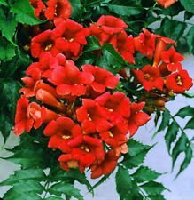 Rare Dark Red Hummingbird Trumpet Vine! Hardy! 20 Seeds!