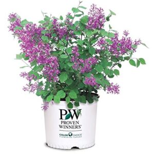 Proven Winners - Syringa x Bloomerang Dark Purple (Reblooming Lilac) Shrub, dark purple flowers, #3 - Size Container