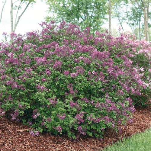 Proven Winners - Syringa x Bloomerang Dark Purple (Reblooming Lilac) Shrub, dark purple flowers, #3 - Size Container