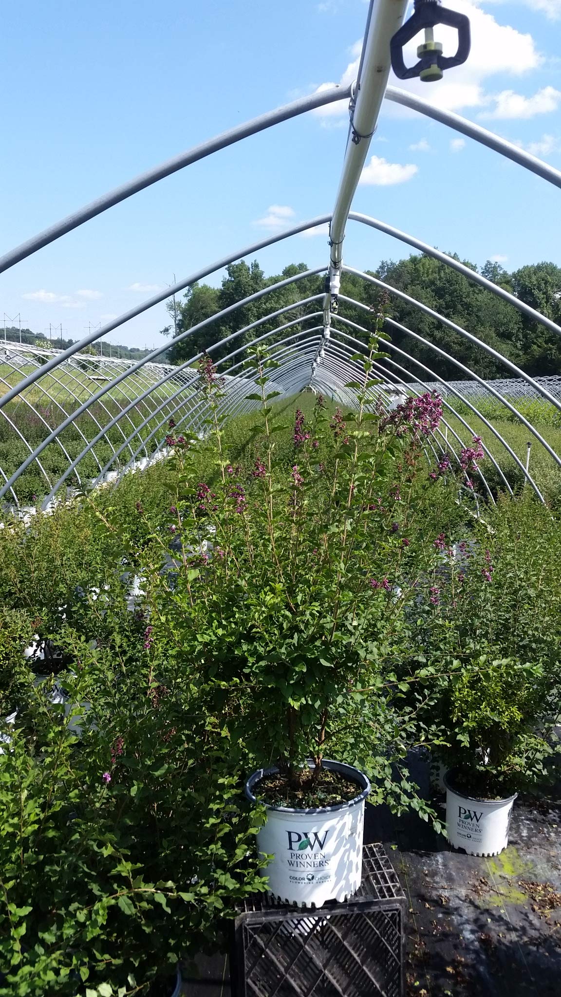 Proven Winners - Syringa x Bloomerang Dark Purple (Reblooming Lilac) Shrub, dark purple flowers, #3 - Size Container