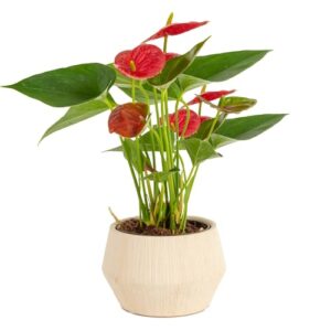 costa farms anthurium plant, live indoor houseplant with red flowers, easy grow flowering house plant in cute décor pot, birthday, housewarming, get well soon, home, room, office décor, 12-inches tall