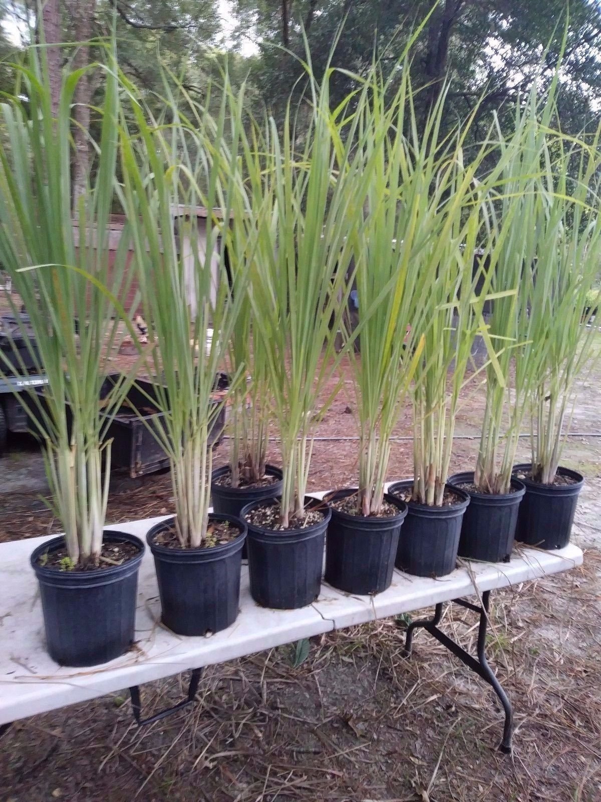 Lemongrass 6 Live Plants Each 4In to 7In Tall fully rooted