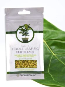 fiddle leaf fig slow-release fertilizer by perfect plants - resealable 5oz. bag - consistent nutrient enrichment - for indoor and outdoor use on all ficus varieties