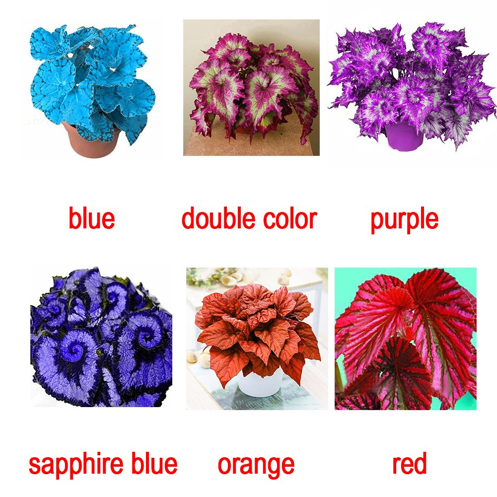 50Pcs Begonia Seeds, Coleus Begonia Flower Seeds Bonsai Plants Balcony Home Garden Decor (Blue)(Double Color)(Purple)(Sapphire Blue)