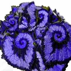 50pcs begonia seeds, coleus begonia flower seeds bonsai plants balcony home garden decor (blue)(double color)(purple)(sapphire blue)