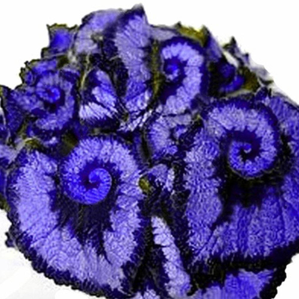 50Pcs Begonia Seeds, Coleus Begonia Flower Seeds Bonsai Plants Balcony Home Garden Decor (Blue)(Double Color)(Purple)(Sapphire Blue)