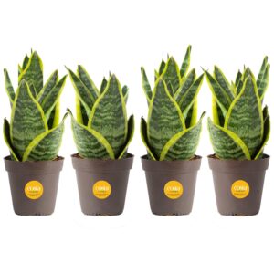 costa farms snake plant (4-pack), live indoor and outdoor sansevieria plants, easy care live succulent houseplants potted in nursery pots, potting soil, porch, office and home decor, 8-inches tall