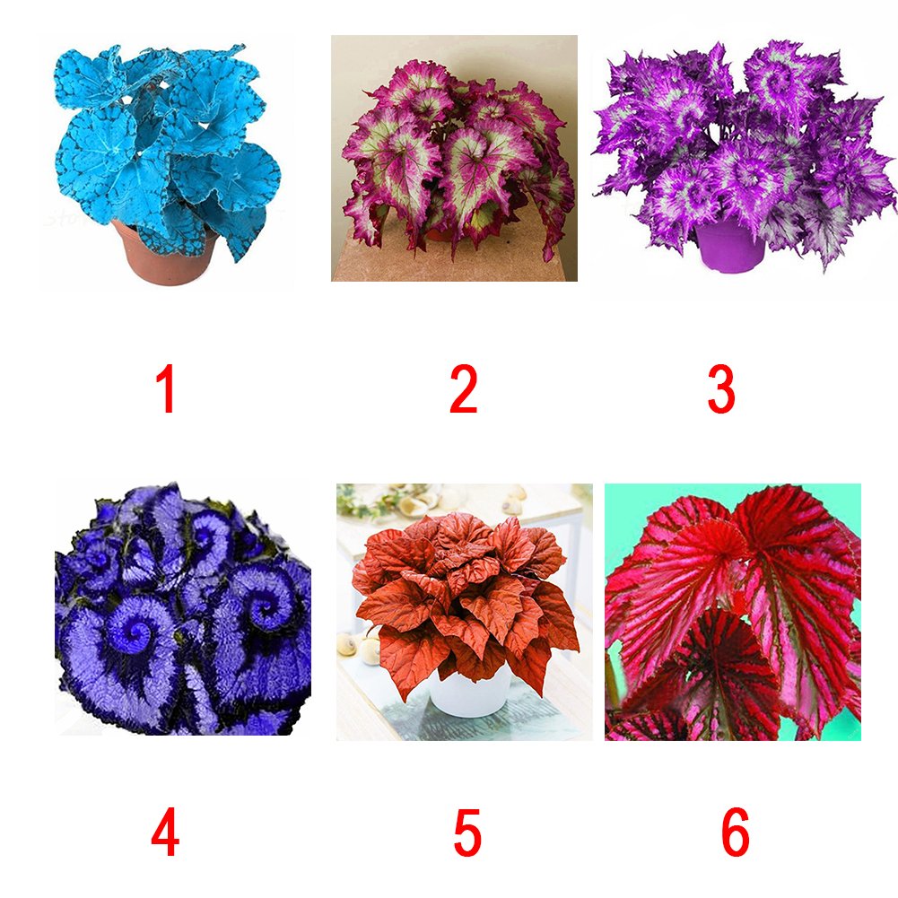 50Pcs Begonia Seeds, Coleus Begonia Flower Seeds Bonsai Plants Balcony Home Garden Decor (Blue)(Double Color)(Purple)(Sapphire Blue)