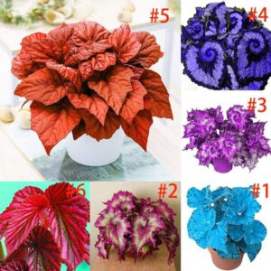 50Pcs Begonia Seeds, Coleus Begonia Flower Seeds Bonsai Plants Balcony Home Garden Decor (Blue)(Double Color)(Purple)(Sapphire Blue)