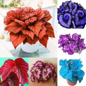 50Pcs Begonia Seeds, Coleus Begonia Flower Seeds Bonsai Plants Balcony Home Garden Decor (Blue)(Double Color)(Purple)(Sapphire Blue)