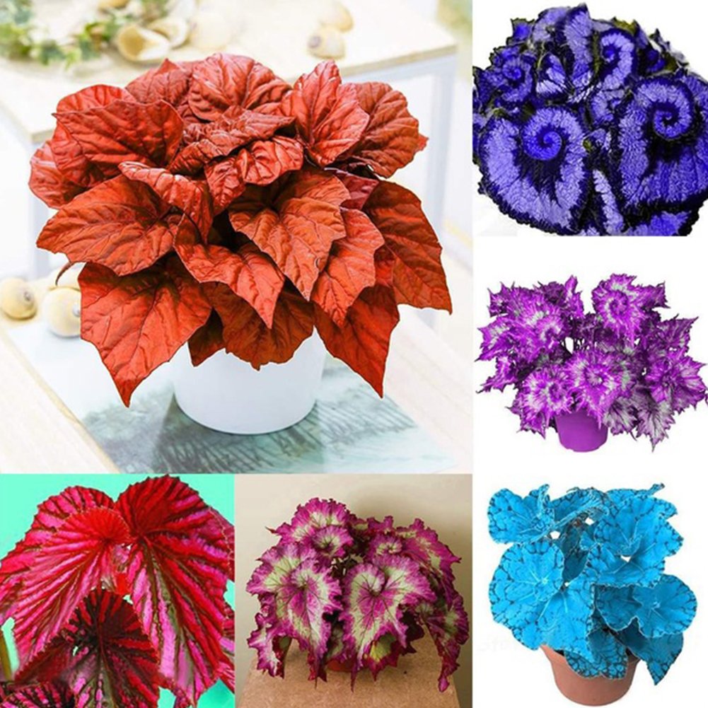 50Pcs Begonia Seeds, Coleus Begonia Flower Seeds Bonsai Plants Balcony Home Garden Decor (Blue)(Double Color)(Purple)(Sapphire Blue)